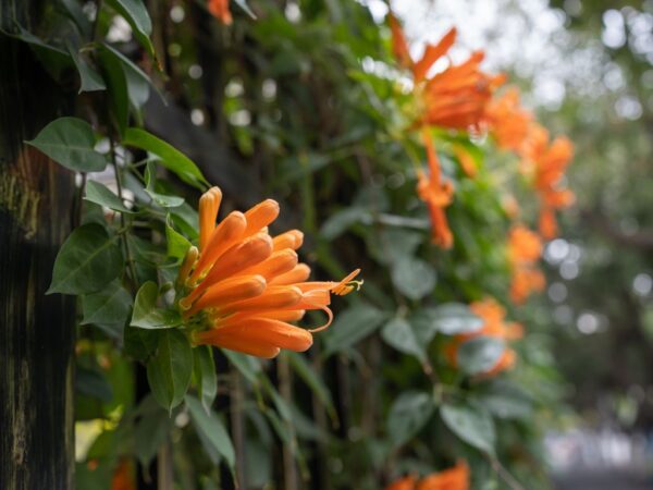 climbers – Simpson Hall